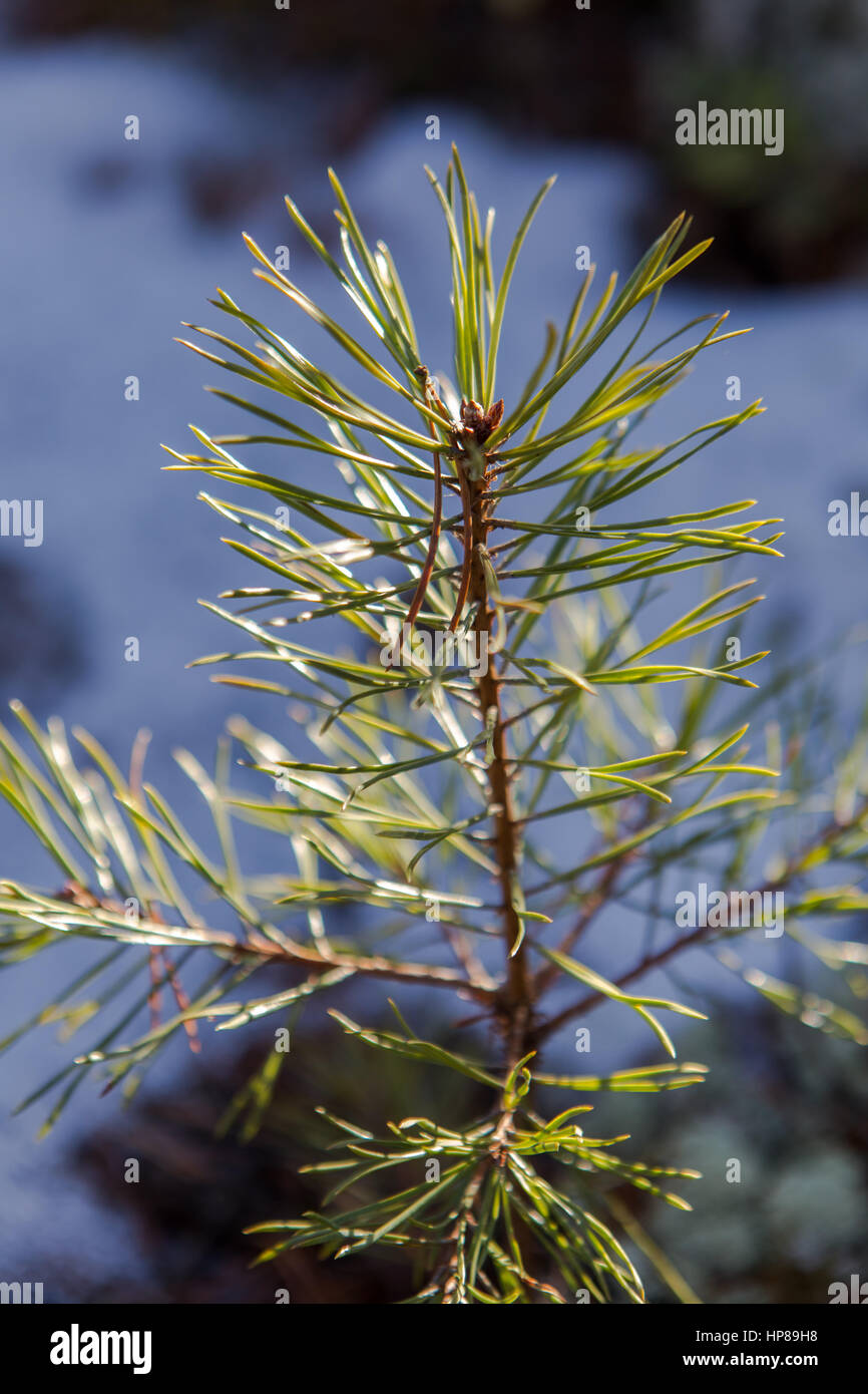 The plant of pinewood Stock Photo - Alamy