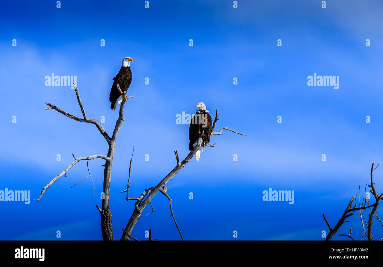 American Bald Eagles sitting in a dead tree Stock Photo - Alamy