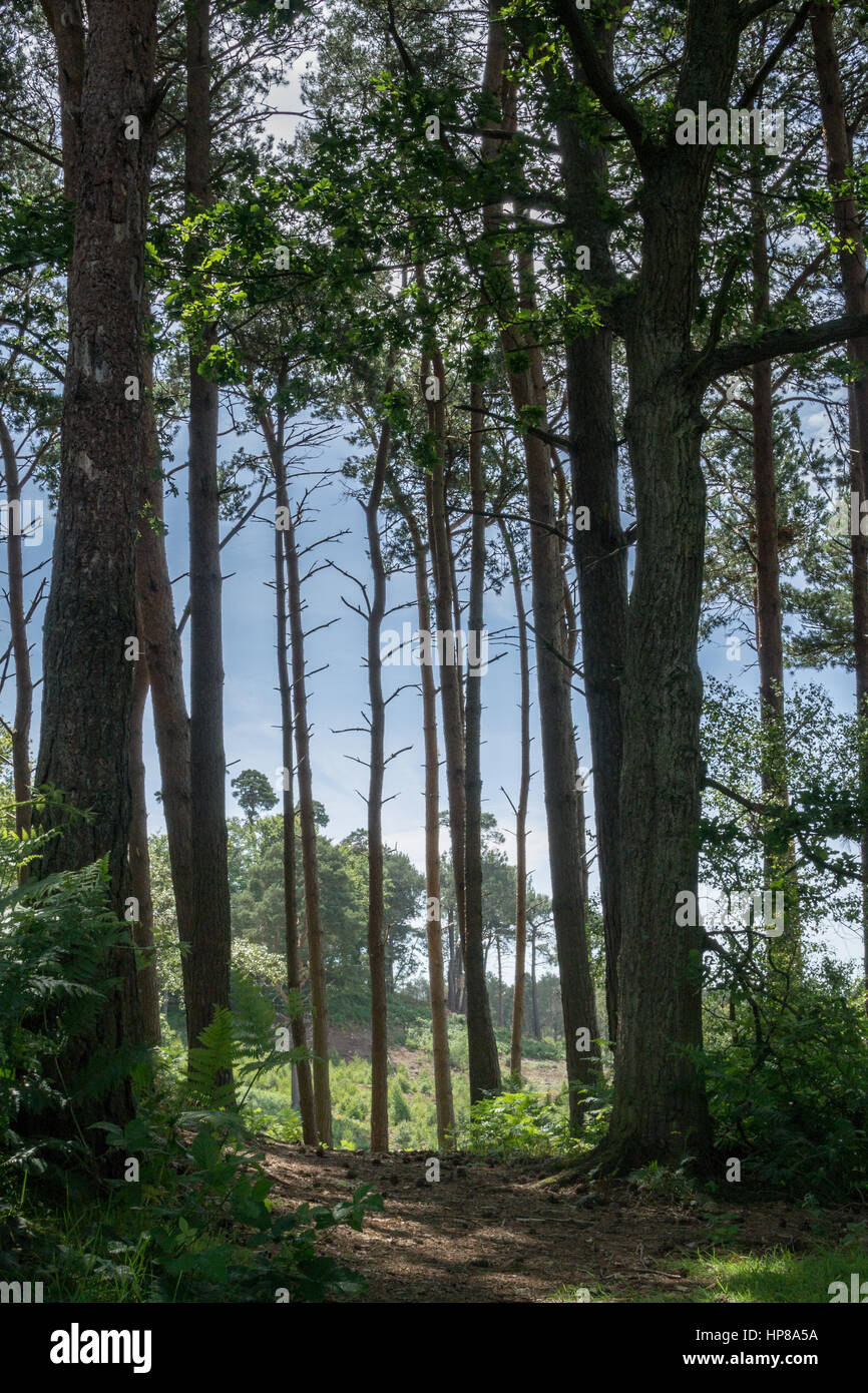 Rspb pulborough brooks nature reserve hi-res stock photography and ...