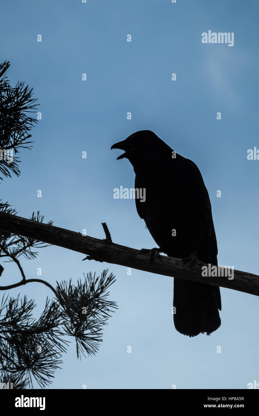 Bird sitting on branch in silhouette against blue sky Stock Photo - Alamy