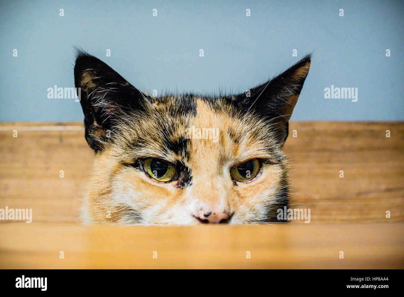 Cat at the Dinner Table Stock Photo - Alamy
