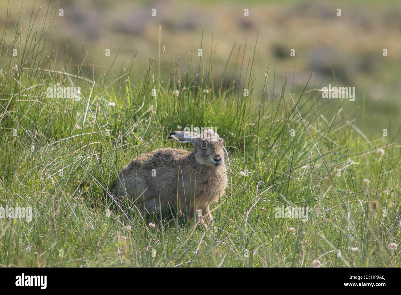 Brown rabbit jumping hi-res stock photography and images - Alamy