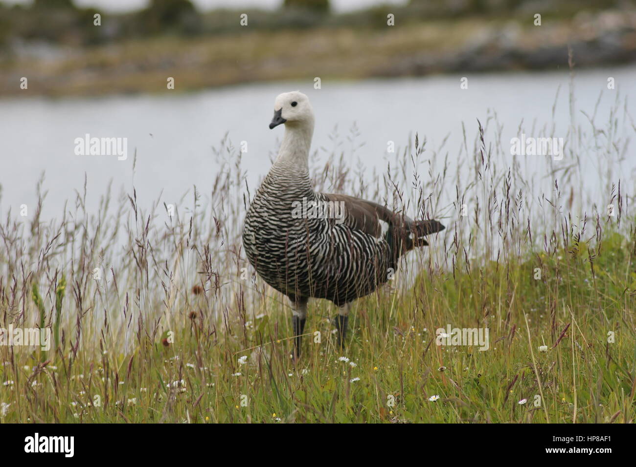 Upland goose or Magellan Goose (Chloephaga picta) in argentinian ...