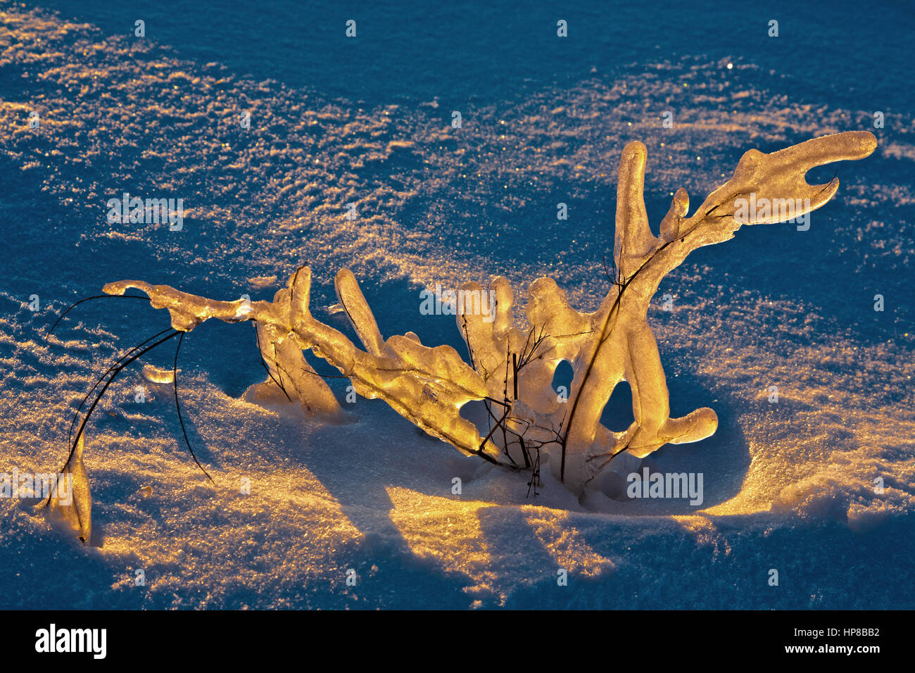 The ice flower on the sunset snow field in the evening Stock Photo - Alamy