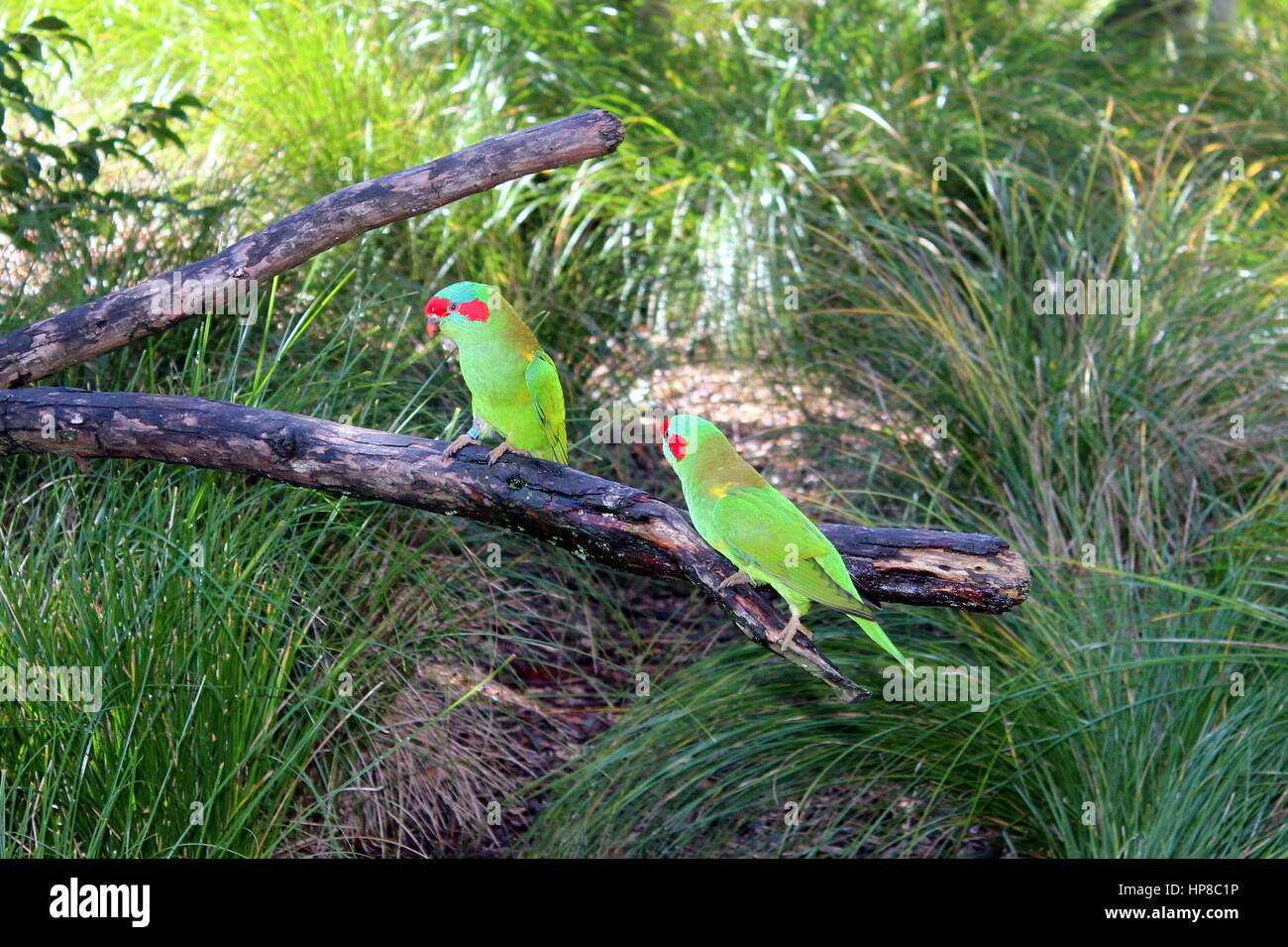 Auckland zoo animals hi-res stock photography and images - Alamy