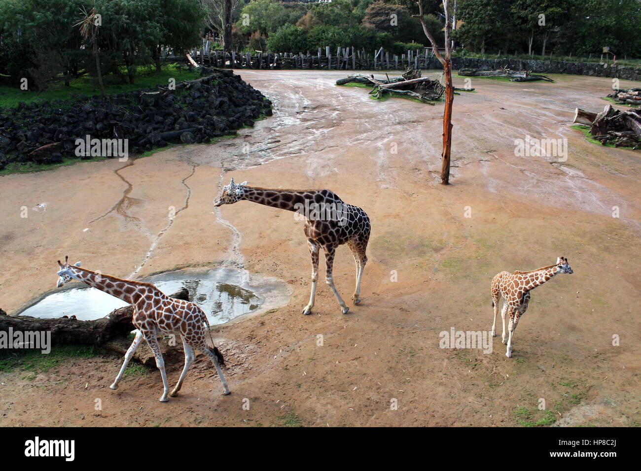 Auckland zoo animals hi-res stock photography and images - Alamy