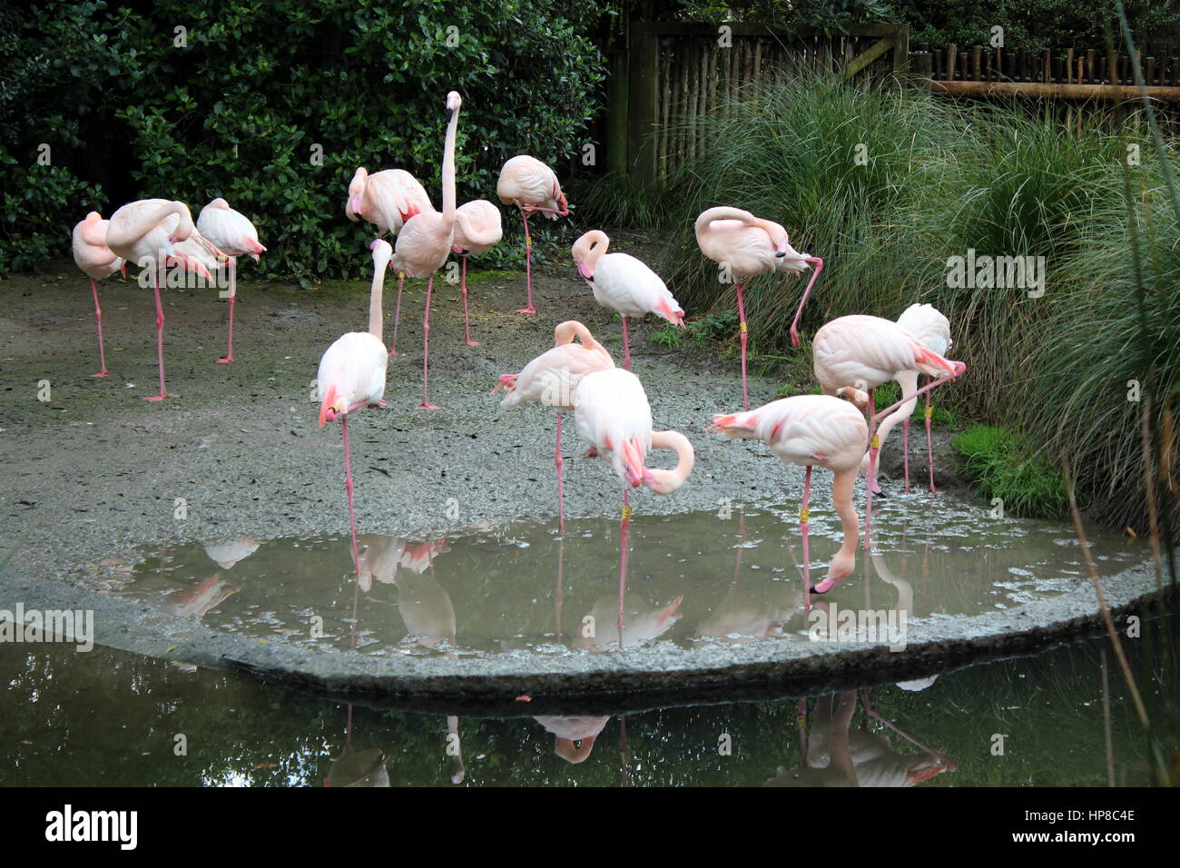 Auckland zoo animals hi-res stock photography and images - Alamy