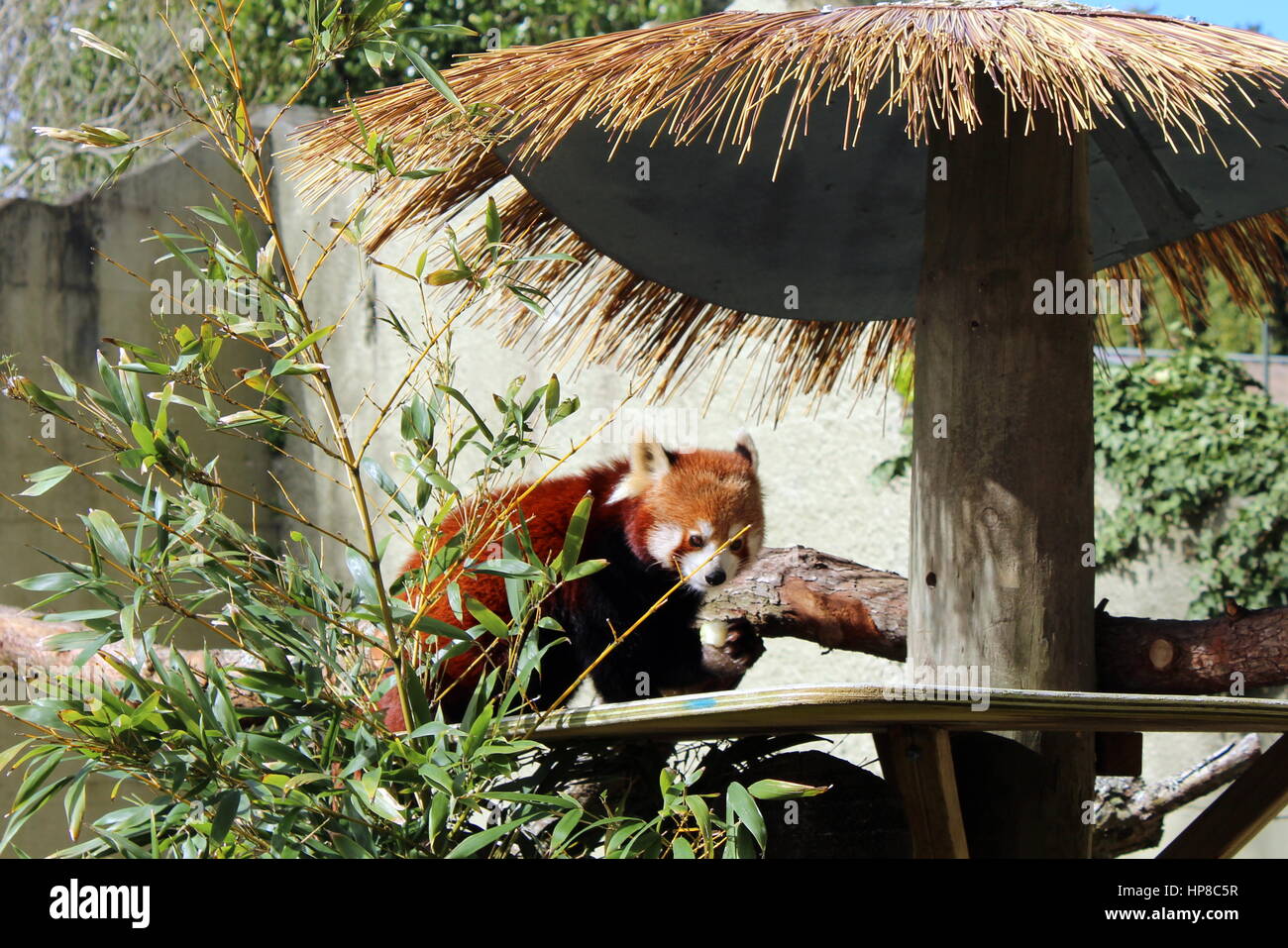 Auckland zoo animals hi-res stock photography and images - Alamy