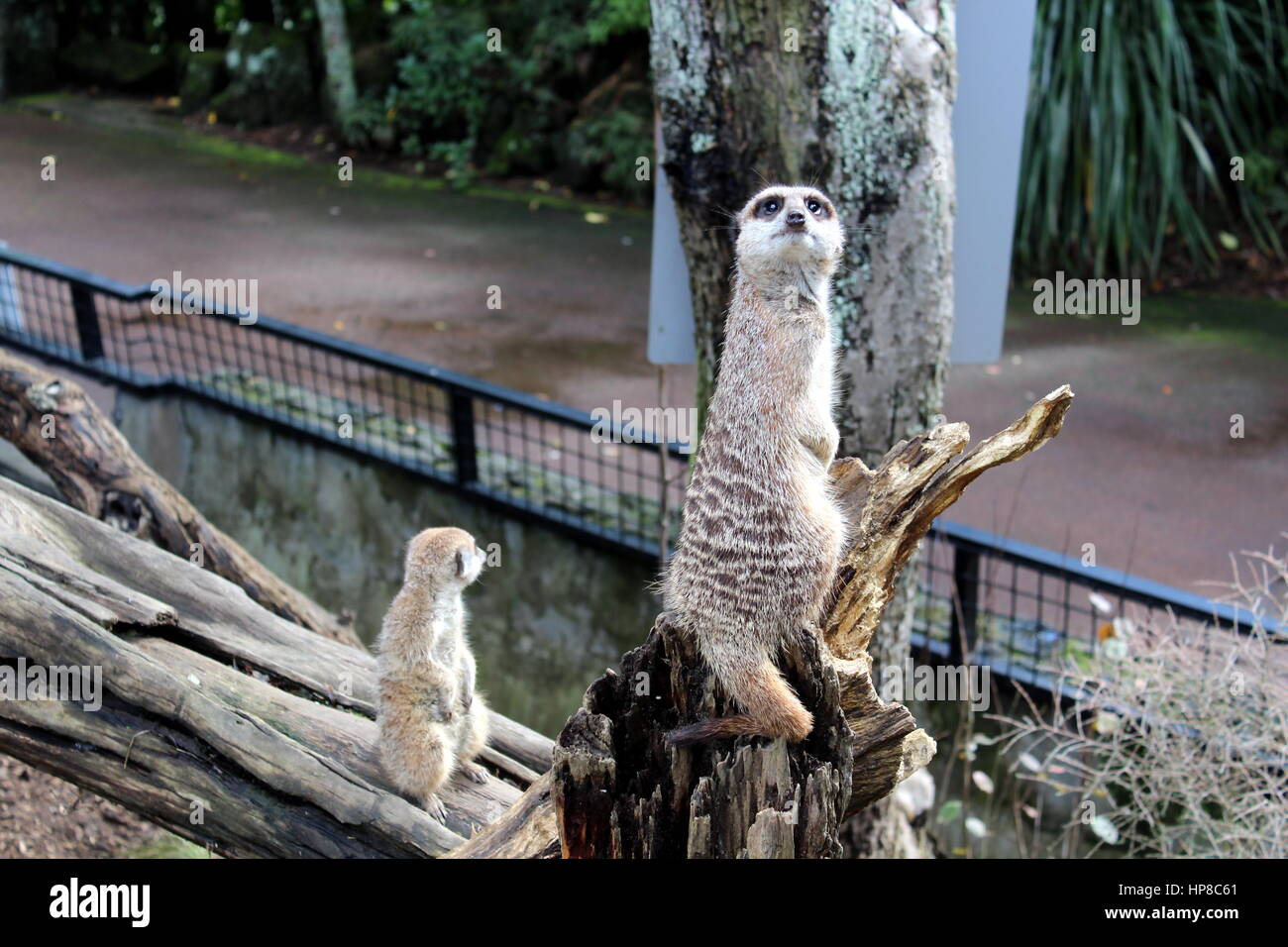 Auckland zoo animals hi-res stock photography and images - Alamy