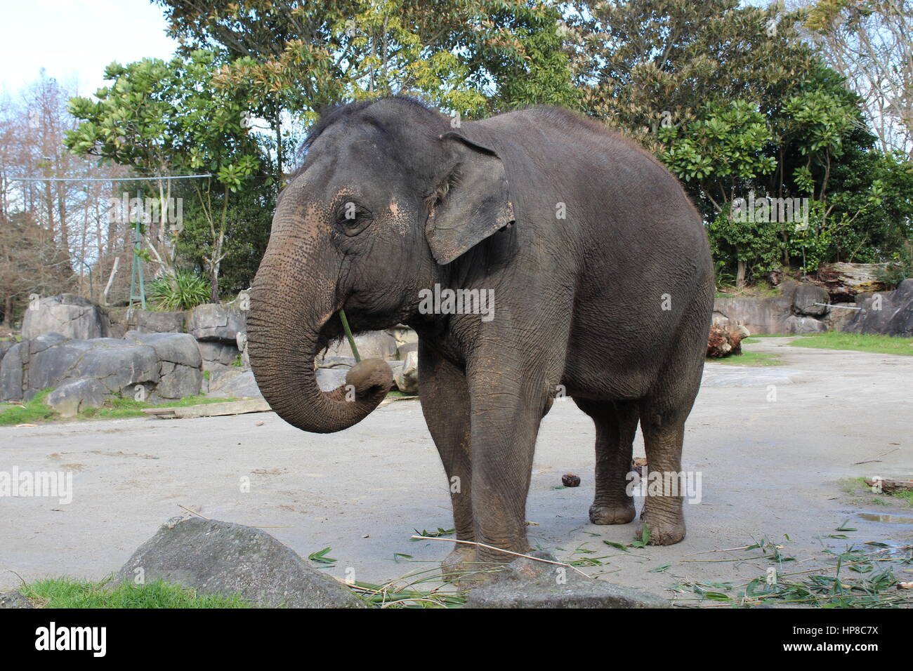 Auckland zoo animals hi-res stock photography and images - Alamy