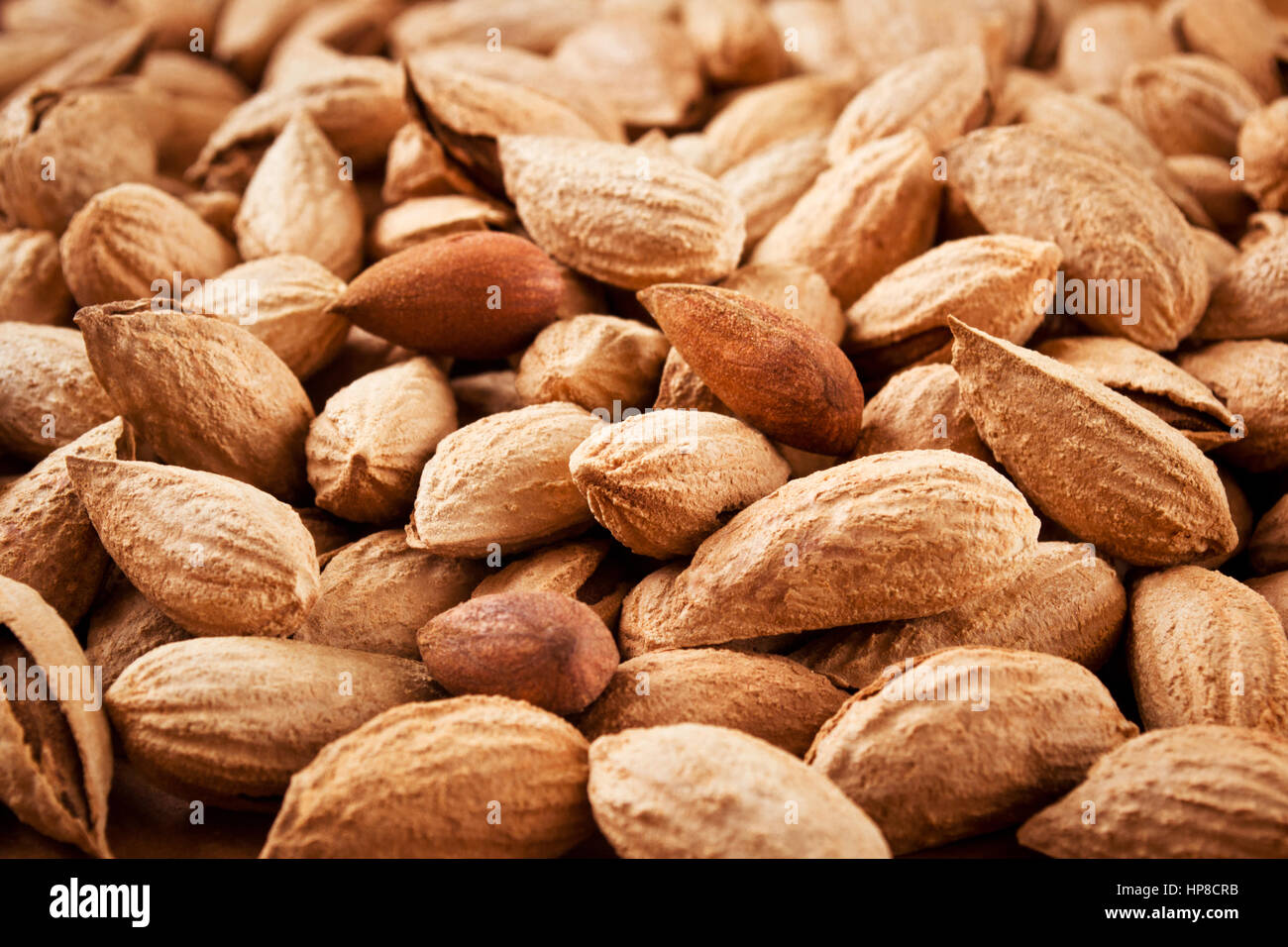 Woody shell hi-res stock photography and images - Alamy