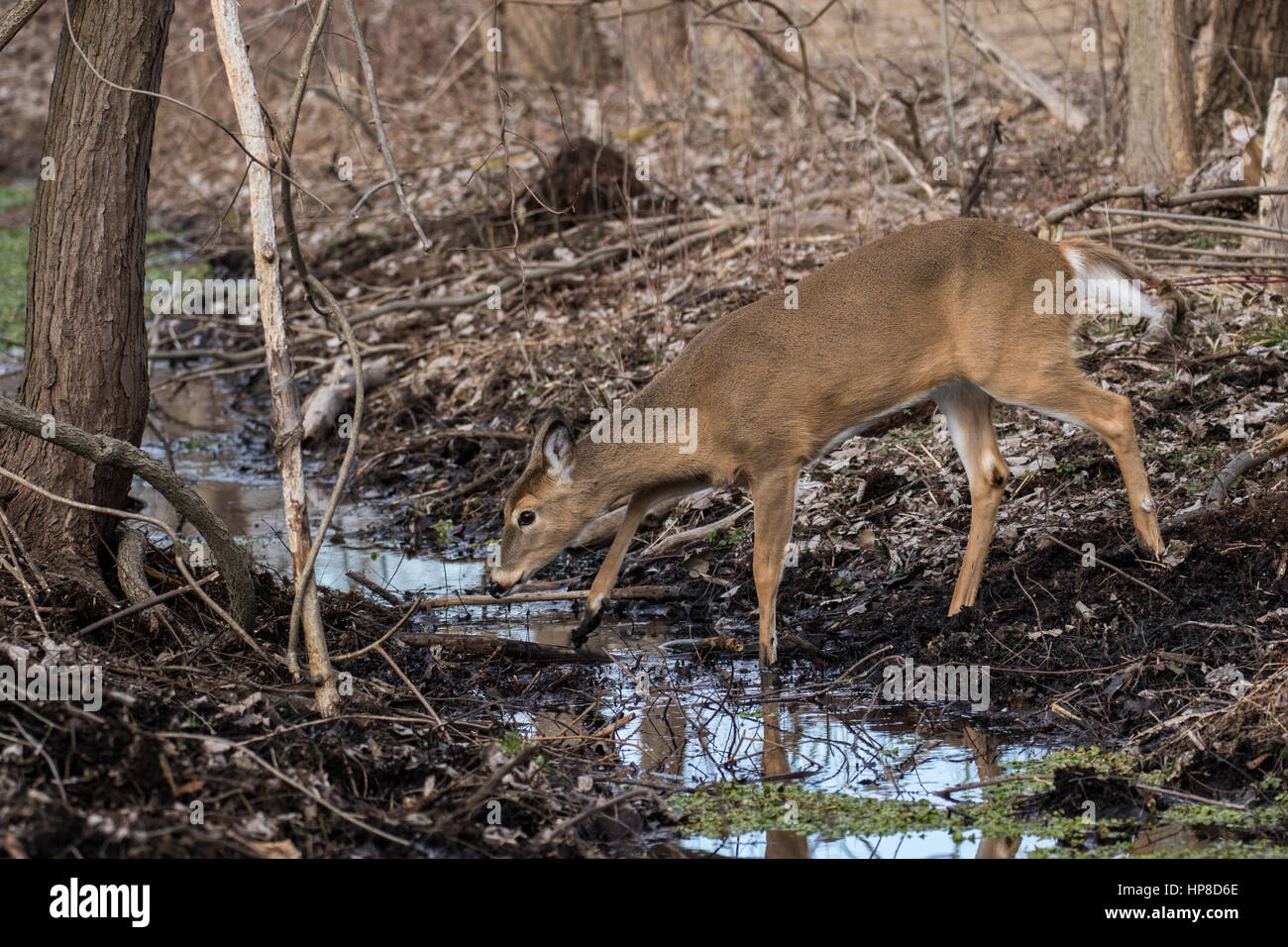 Deer crossing stream hi-res stock photography and images - Alamy