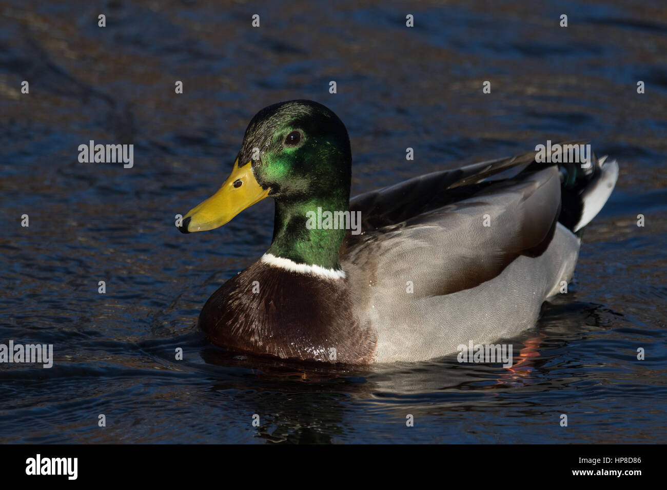 Mallard duck male Stock Photo - Alamy