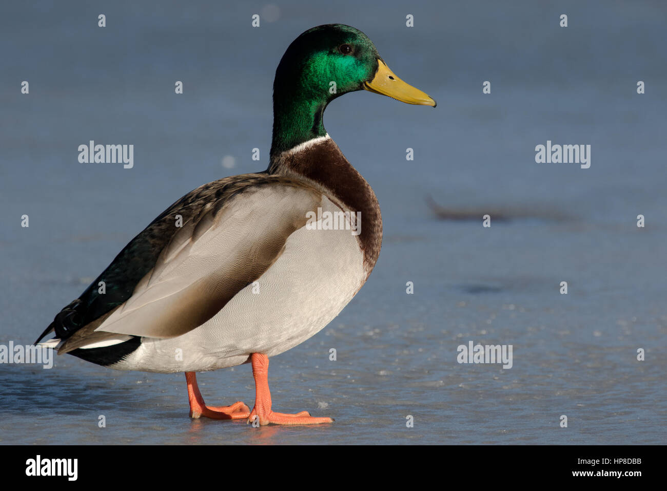 Mallard duck male Stock Photo - Alamy
