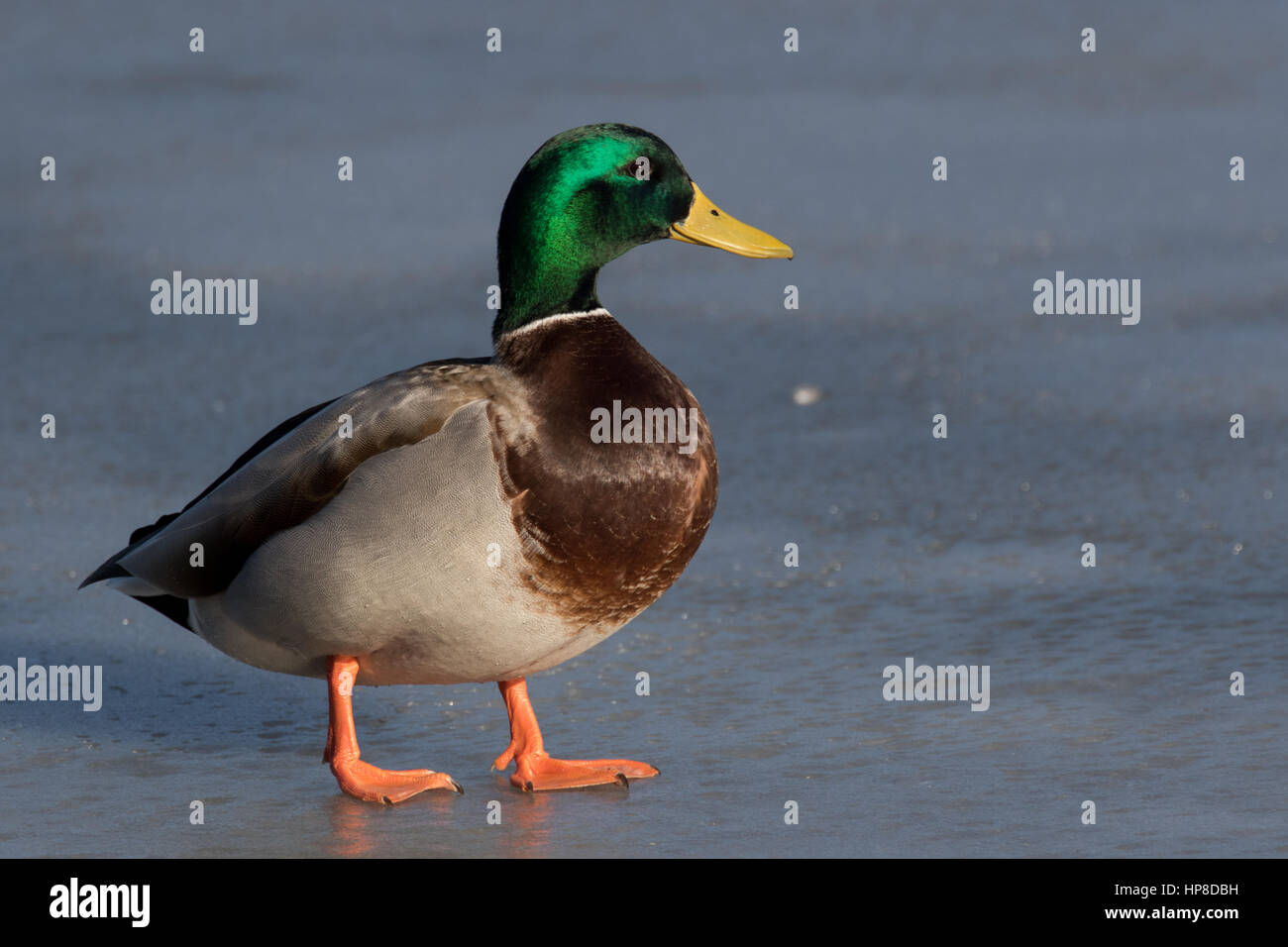 Mallard duck male Stock Photo - Alamy
