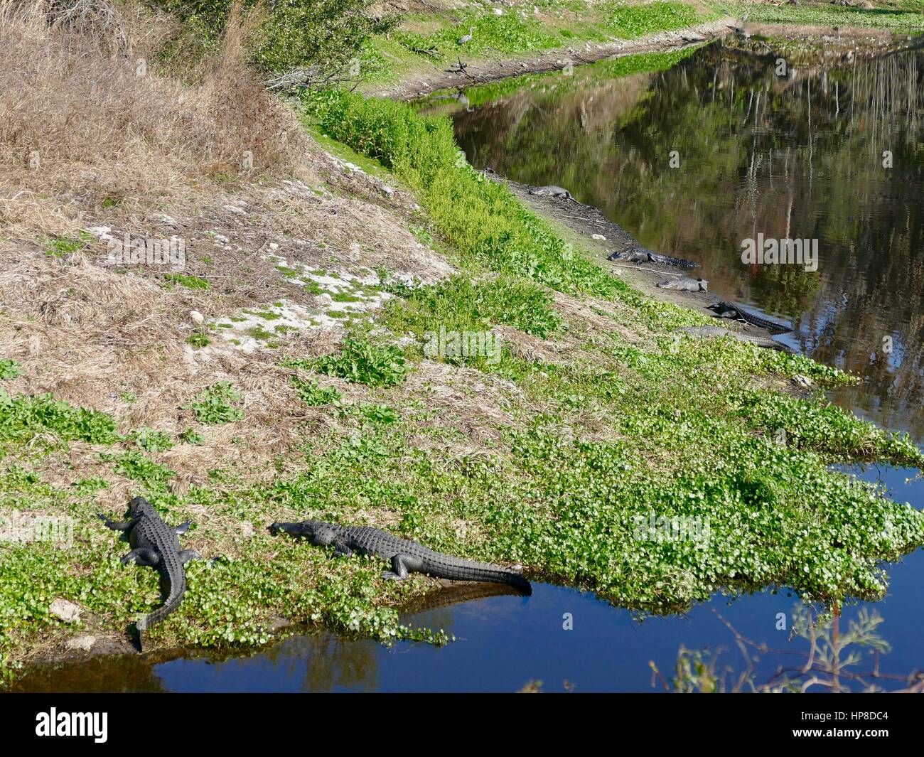 Numerous Alligators Basking Along the Edge of Alachua Lake, Paynes ...