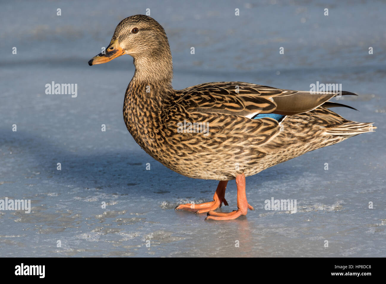Mallard duck female Stock Photo - Alamy