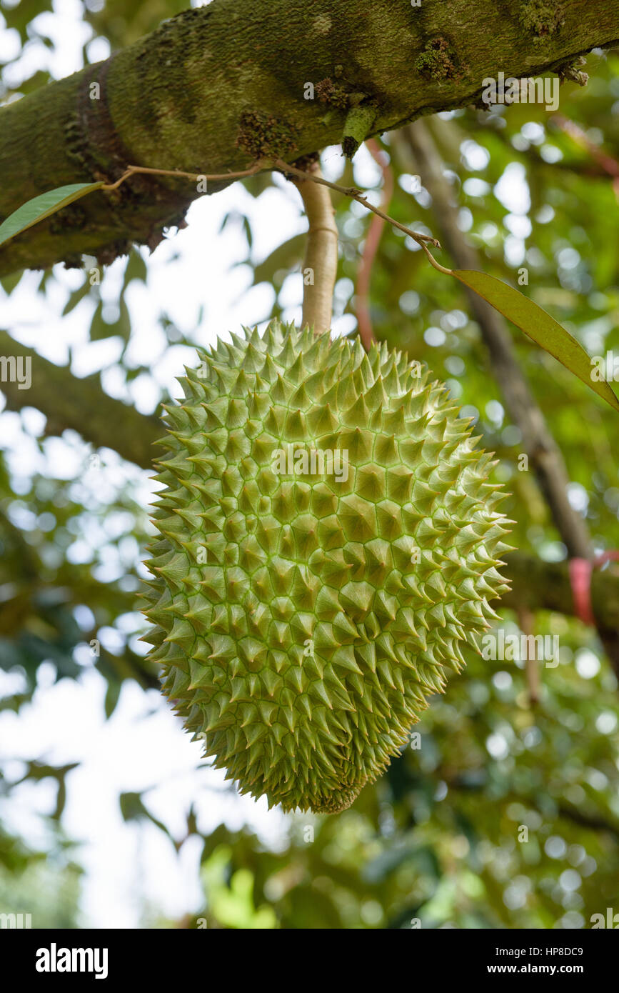 Tropical Rainforest Durian