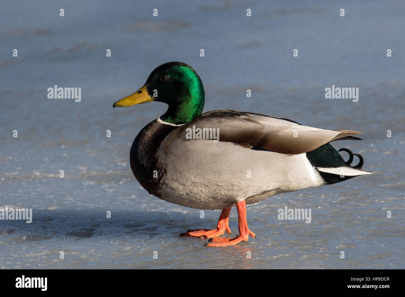 Mallard duck male Stock Photo - Alamy