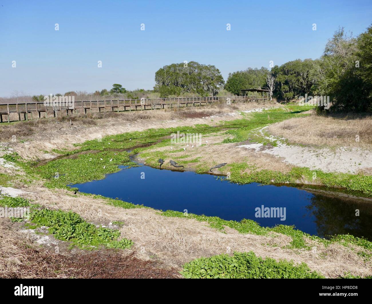 Alligators Basking on the Shore, Paynes Prairie Preserve State Park ...