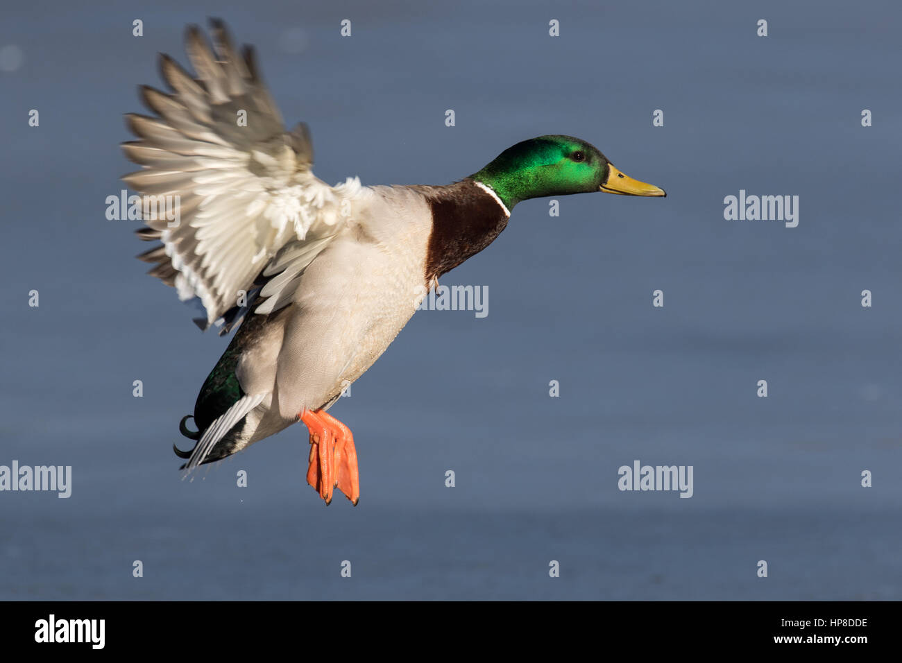 Mallard duck male Stock Photo - Alamy