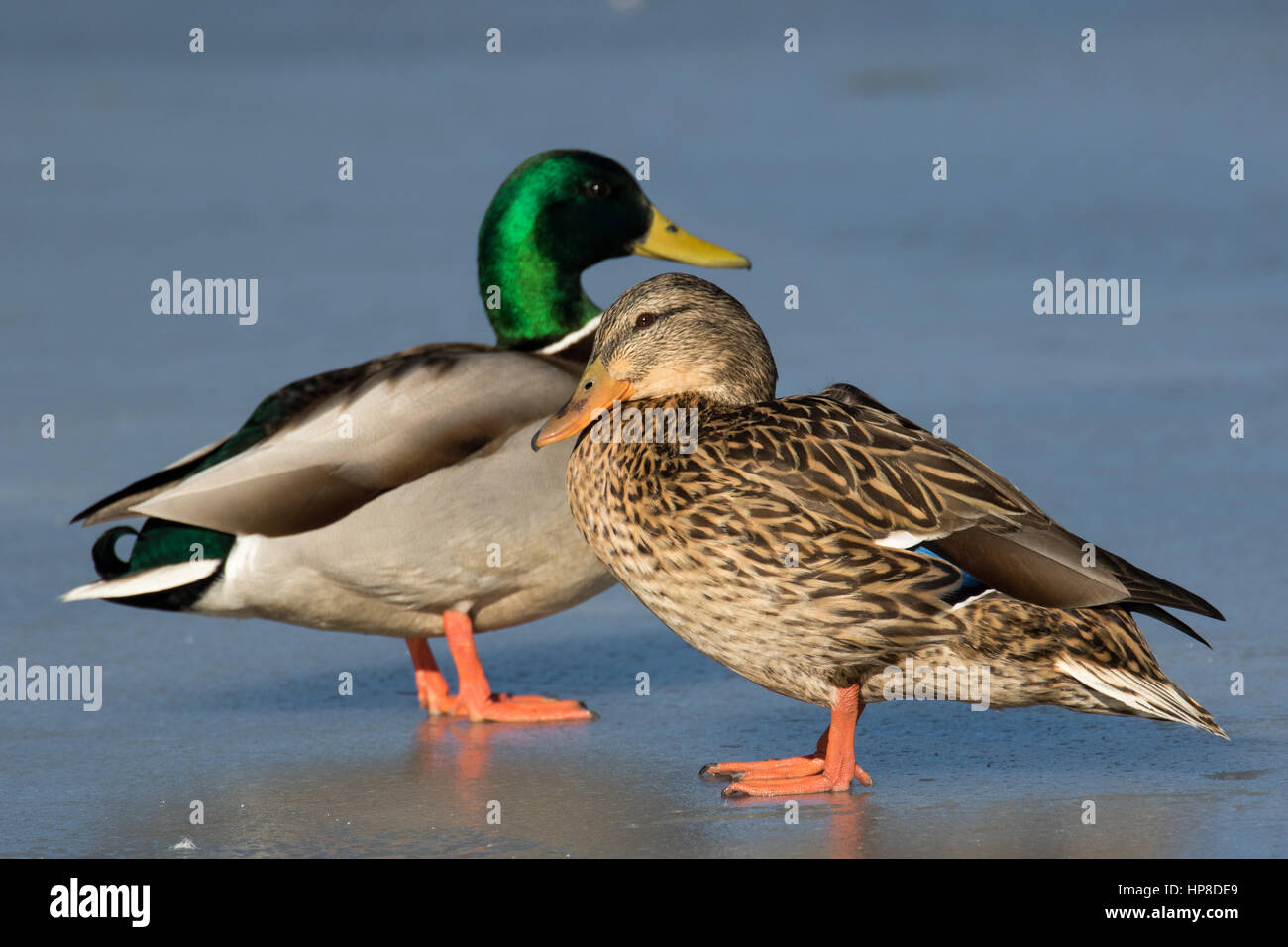 Mallard duck female Stock Photo - Alamy