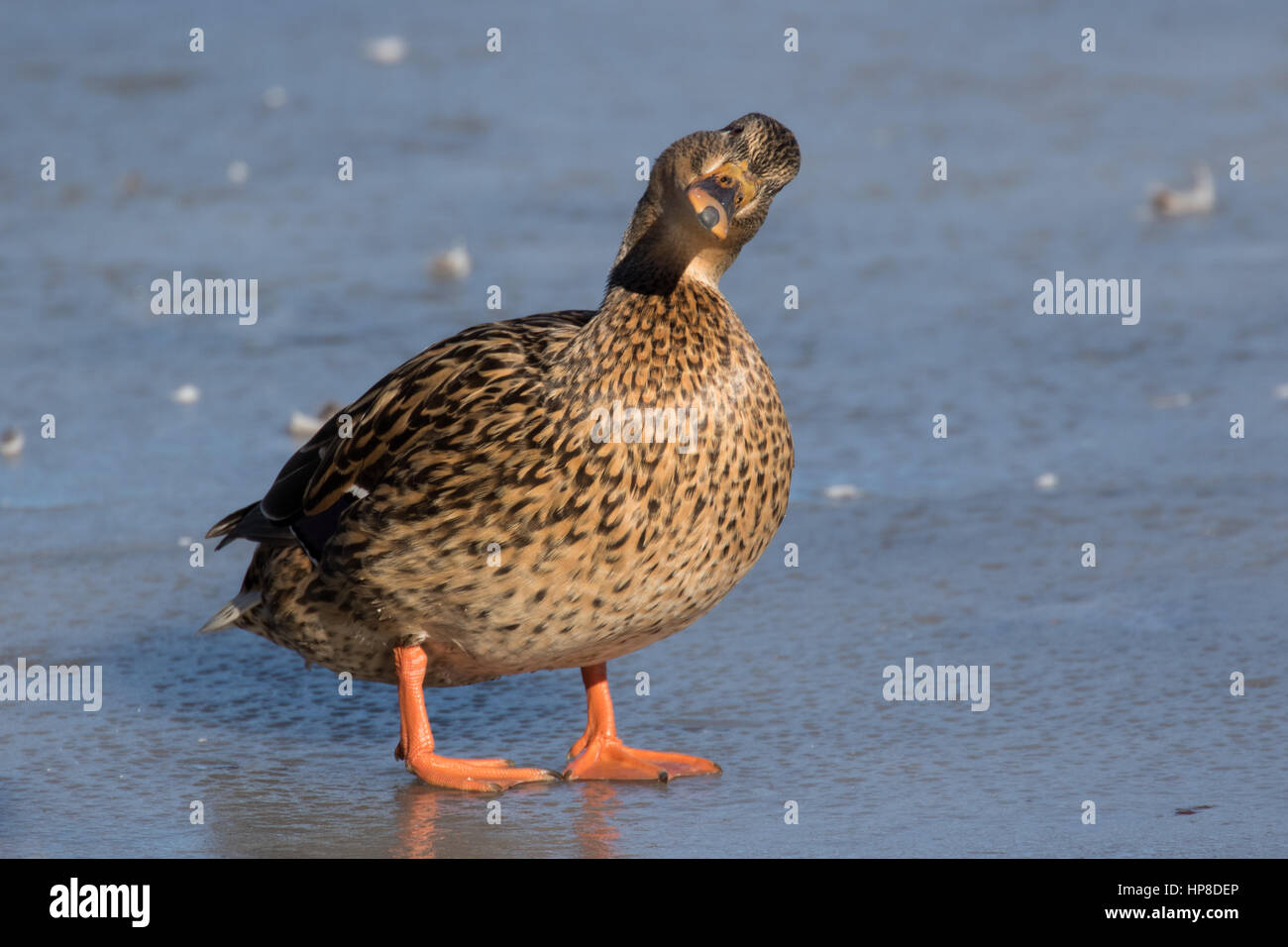 Mallard duck female Stock Photo - Alamy