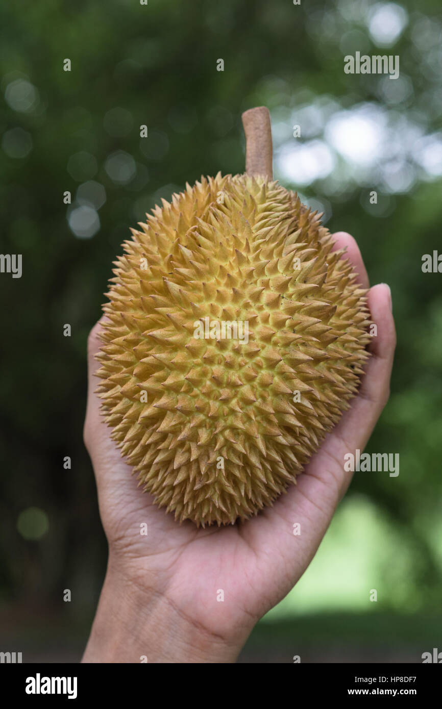 closeup very small durian fruit in hand Stock Photo - Alamy