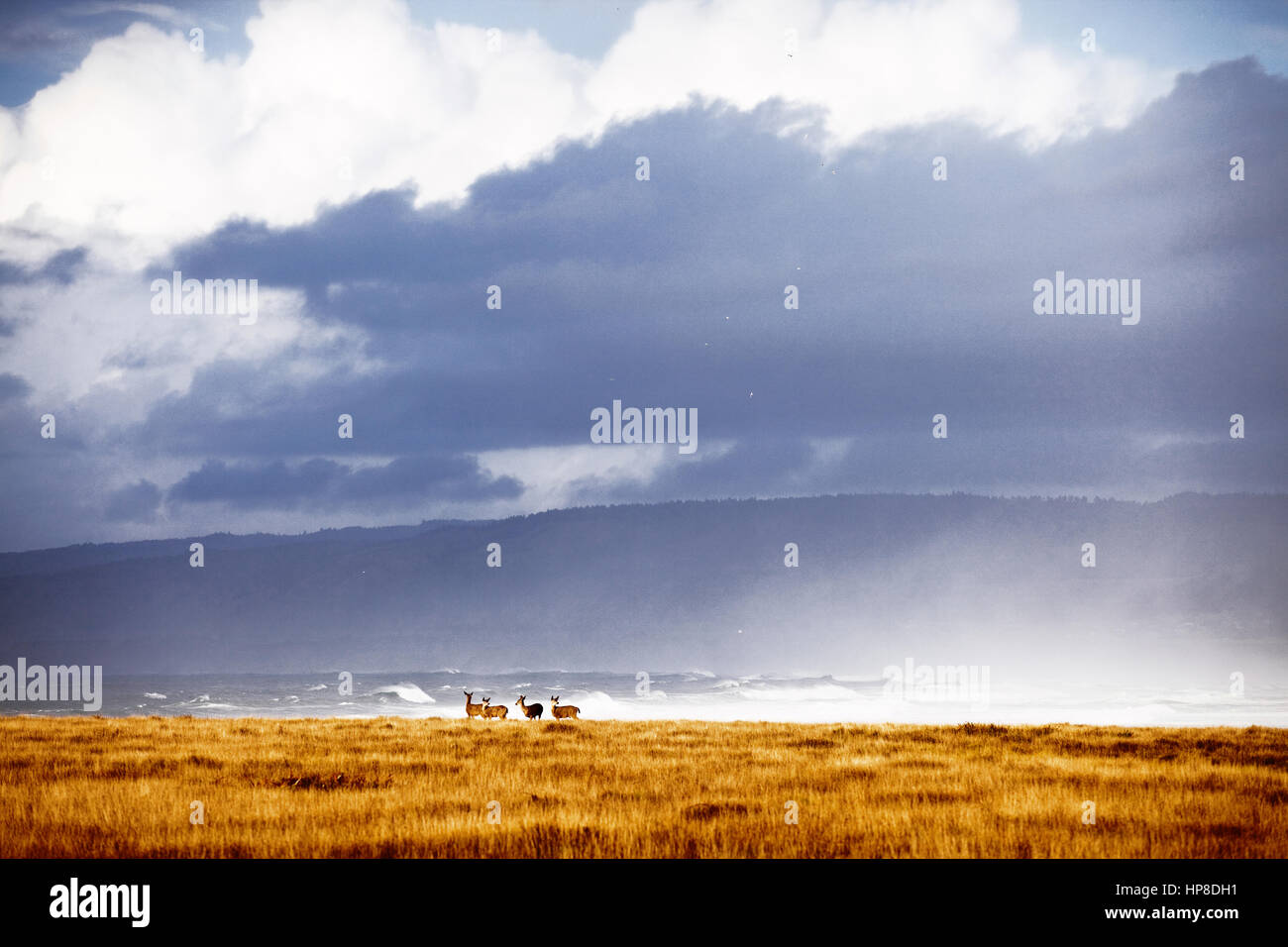 Boulders in grassland hi-res stock photography and images - Alamy