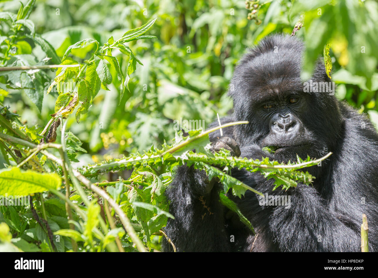 Gorilla eating leaves hi-res stock photography and images - Alamy