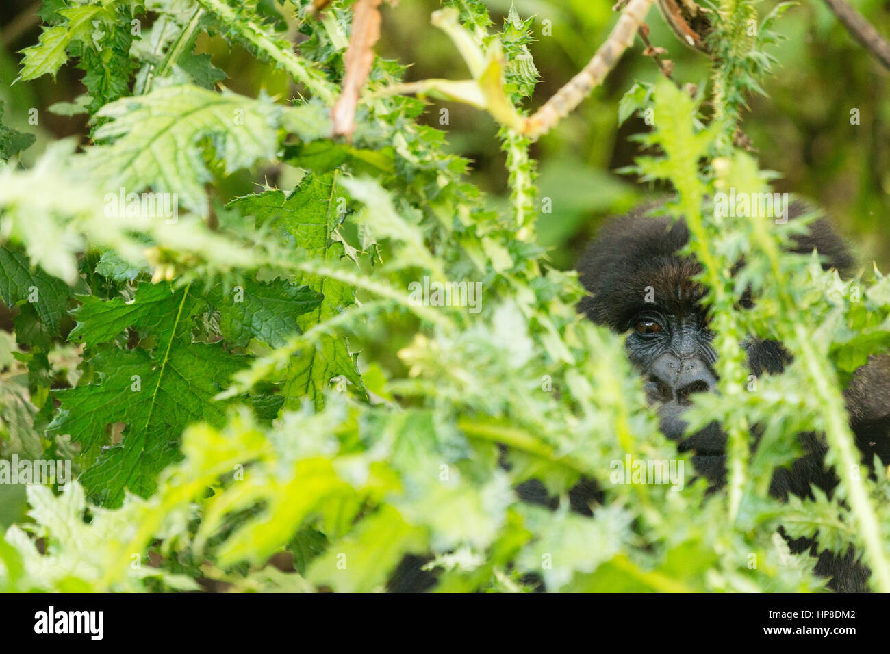 Adult Mountain Gorilla (Gorilla beringei beringei) from Sosa Group in ...