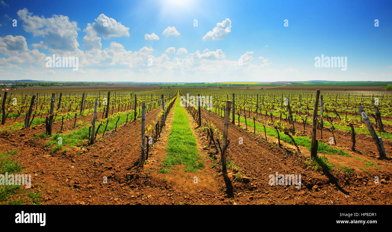 Vineyard in spring. Bright blue sky above french vineyard. Beautiful ...