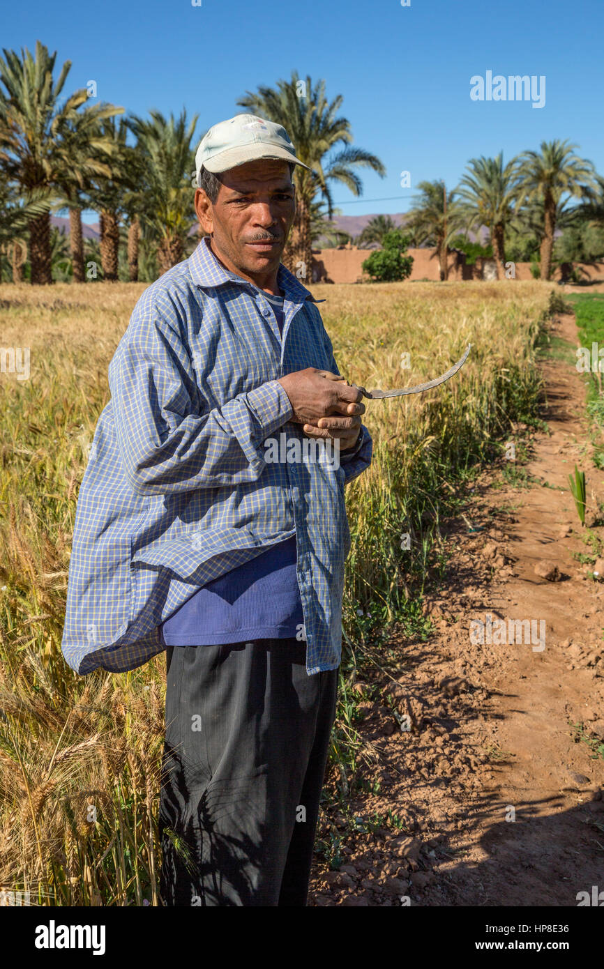 Draa River Valley, Morocco. Berber Farmer with Sickle for Cutting his ...