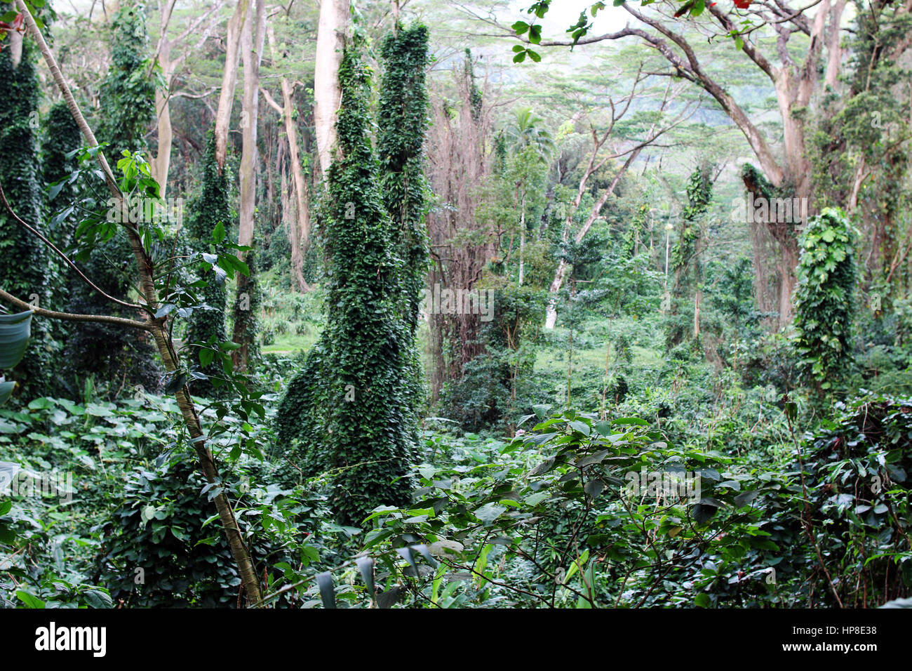 A tropical rainforest Stock Photo - Alamy