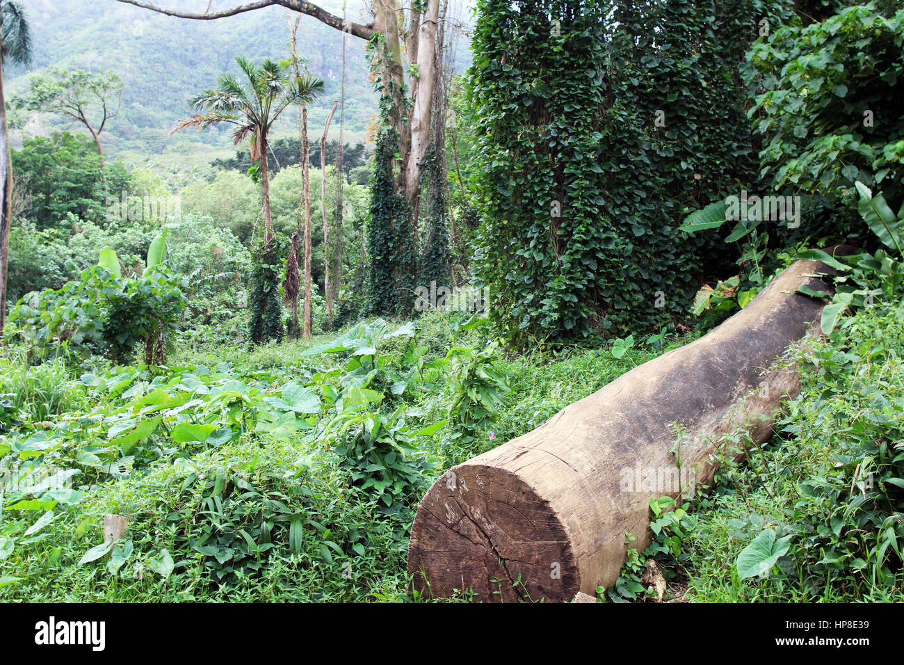 A tropical rainforest Stock Photo - Alamy