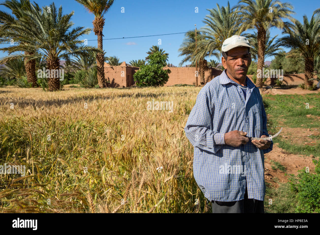 Draa River Valley, Morocco. Berber Farmer with Sickle for Cutting his ...