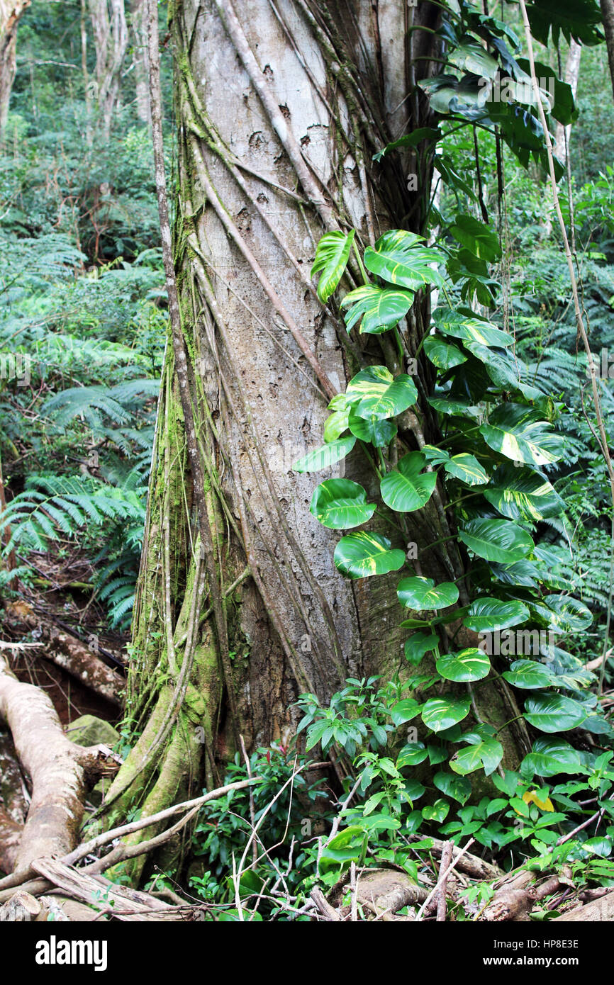 A tropical rainforest Stock Photo - Alamy