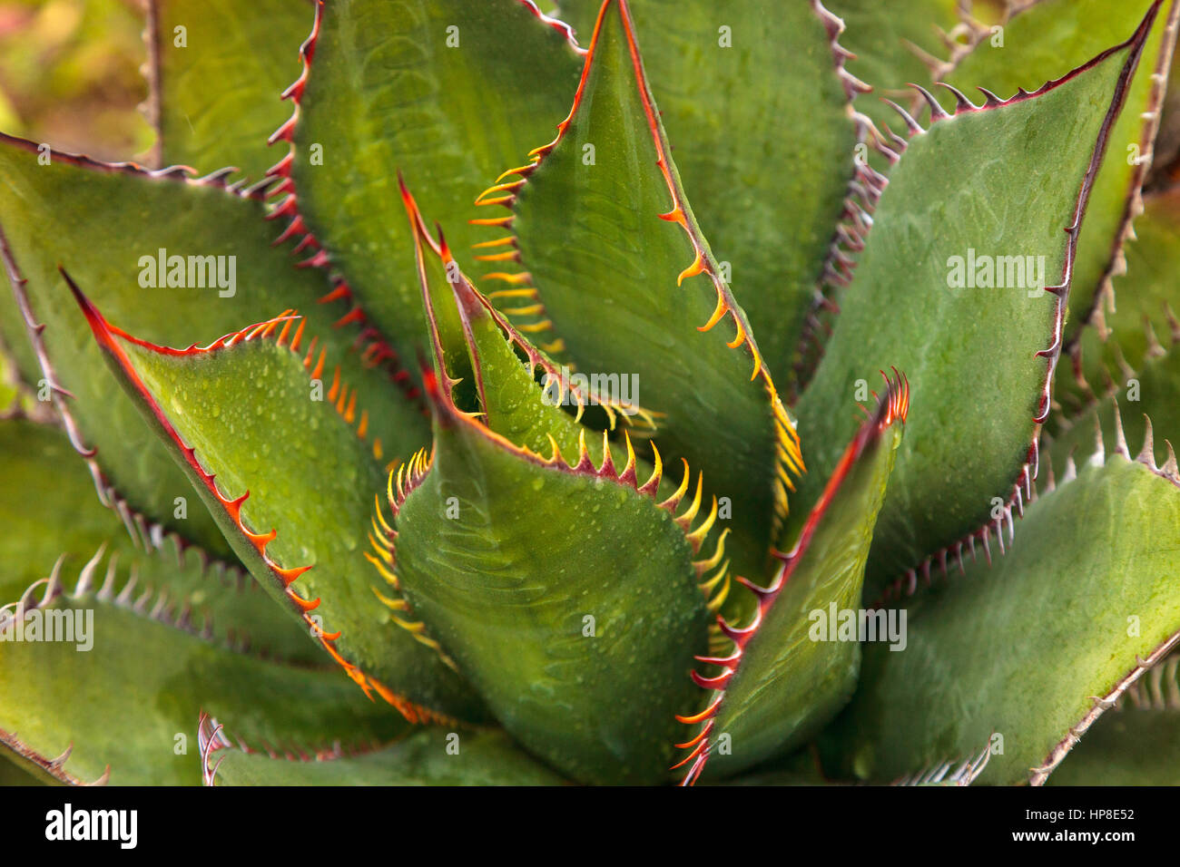 Shaws Garden High Resolution Stock Photography and Images - Alamy