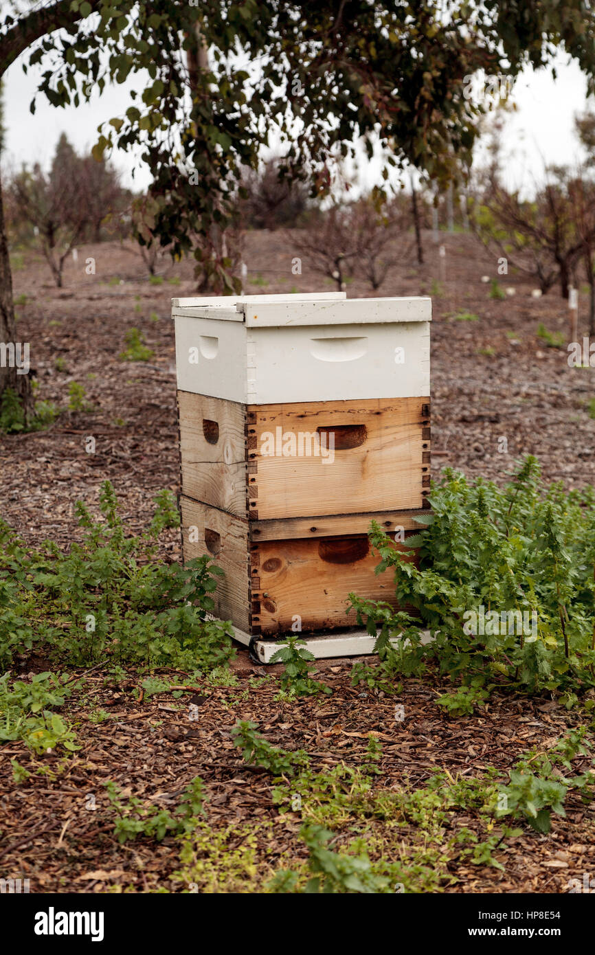 Stacks of langsroth bee hives with honeybees flying in and out as they ...