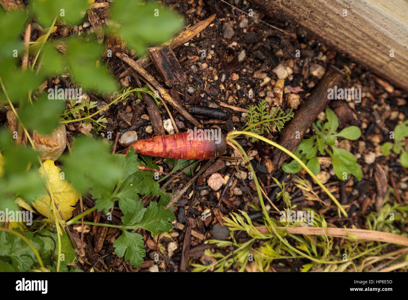 Organic carrot Berlicum grows in a small vegetable garden in early ...