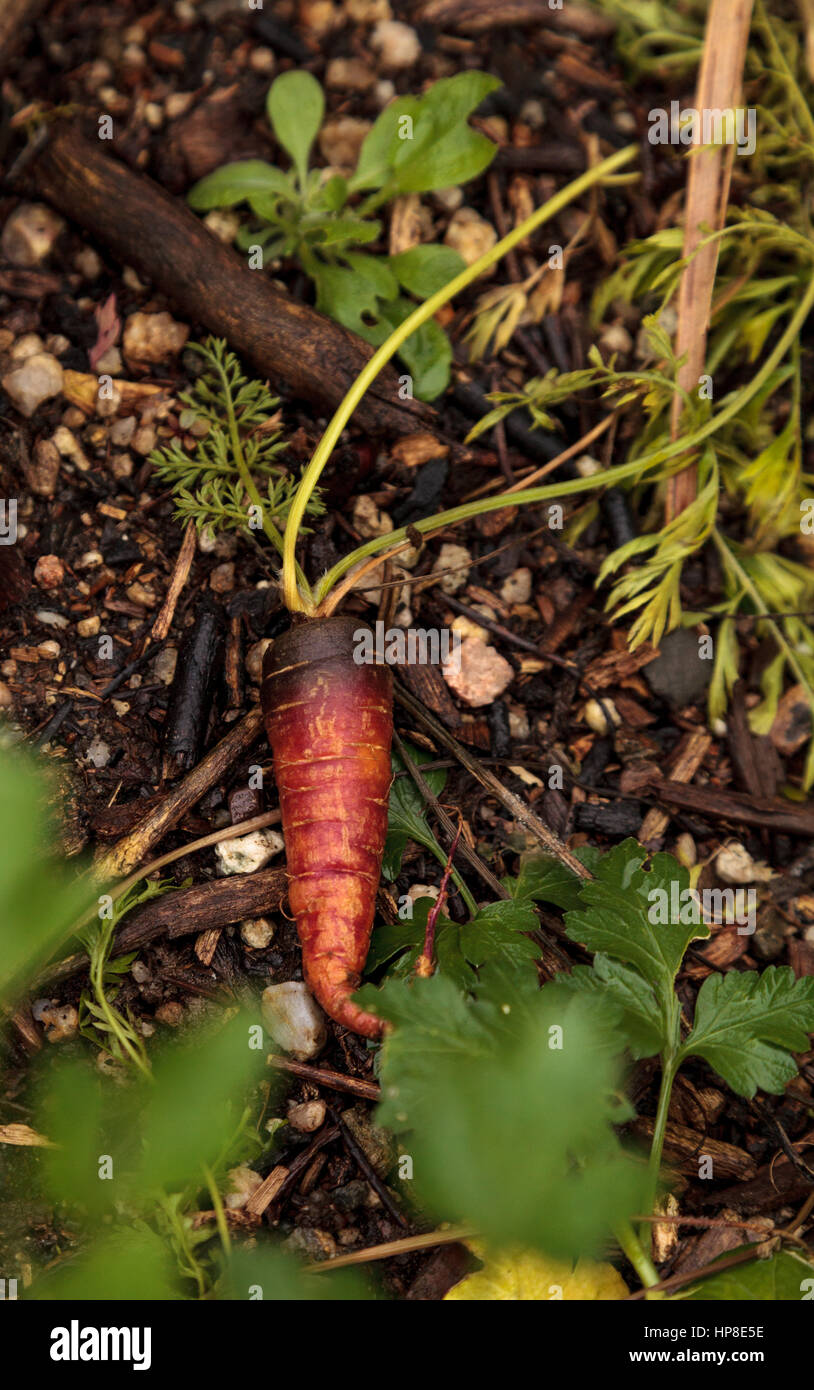 Organic carrot Berlicum grows in a small vegetable garden in early ...