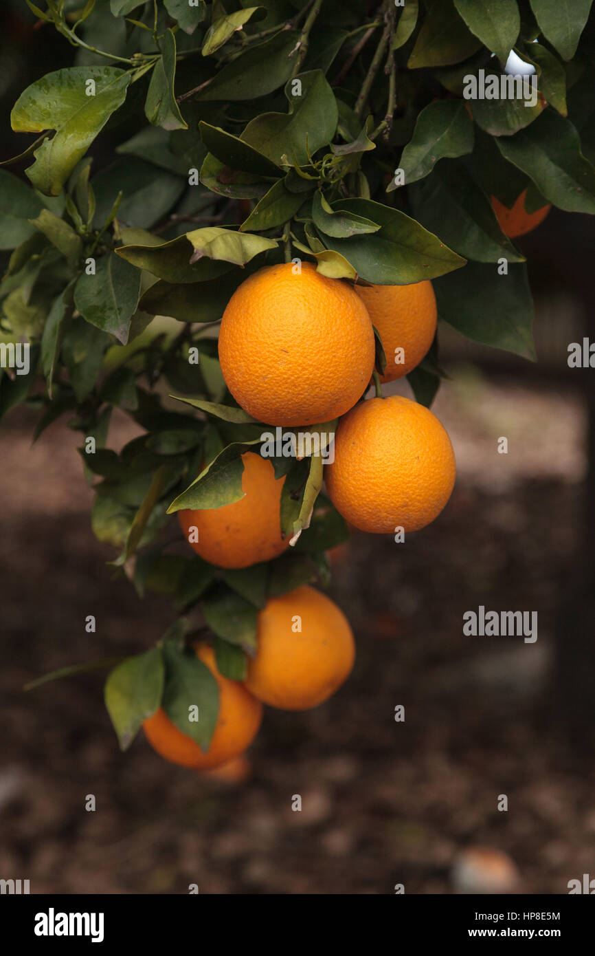 Ripe oranges hang from a tree with the fruit ready to harvest in a ...