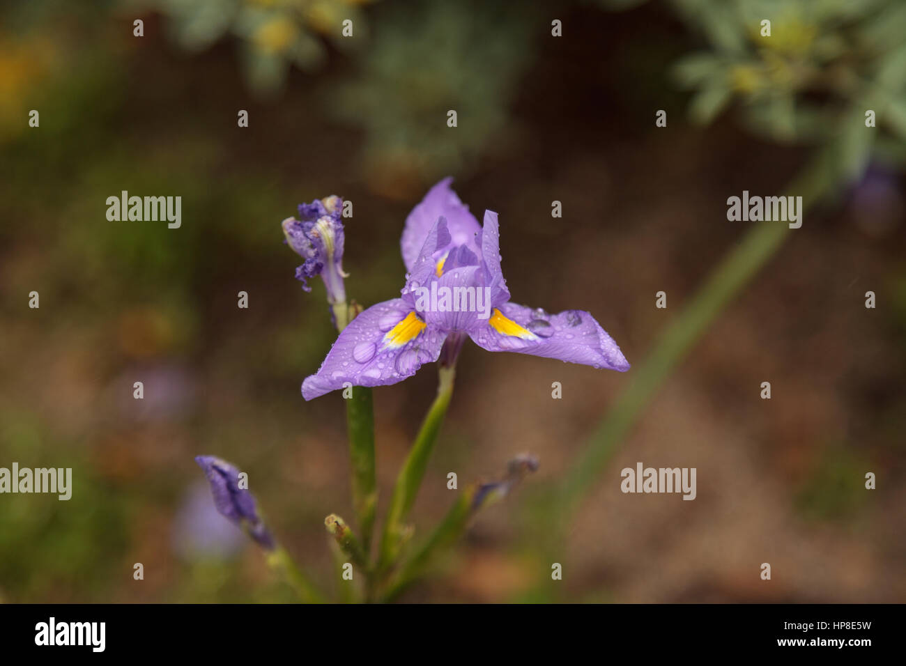 Iris douglasiana small iris hi-res stock photography and images - Alamy