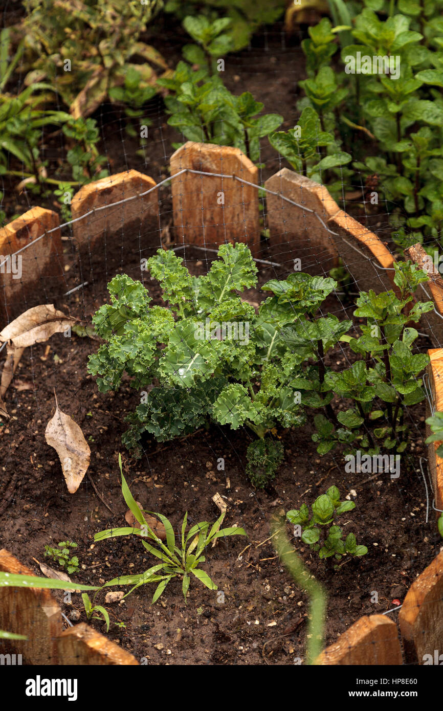 Homegrown kale in a small organic vegetable garden Stock Photo - Alamy