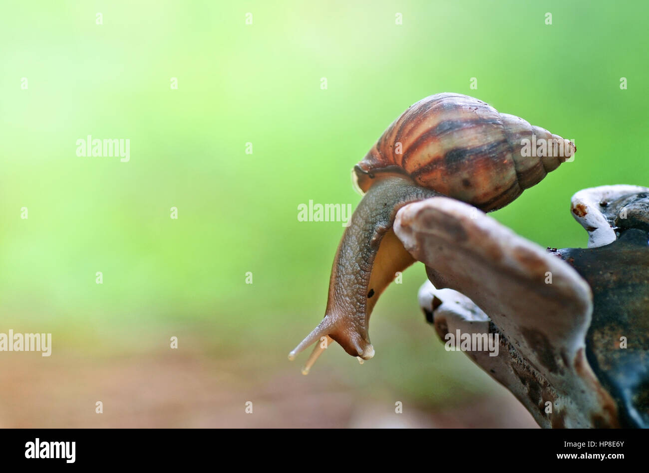 Stage nature natural snail hi-res stock photography and images - Alamy