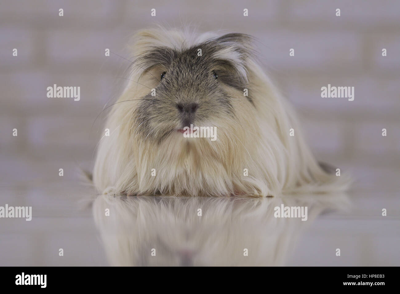 Guinea pig breed Coronet cavy Stock Photo - Alamy
