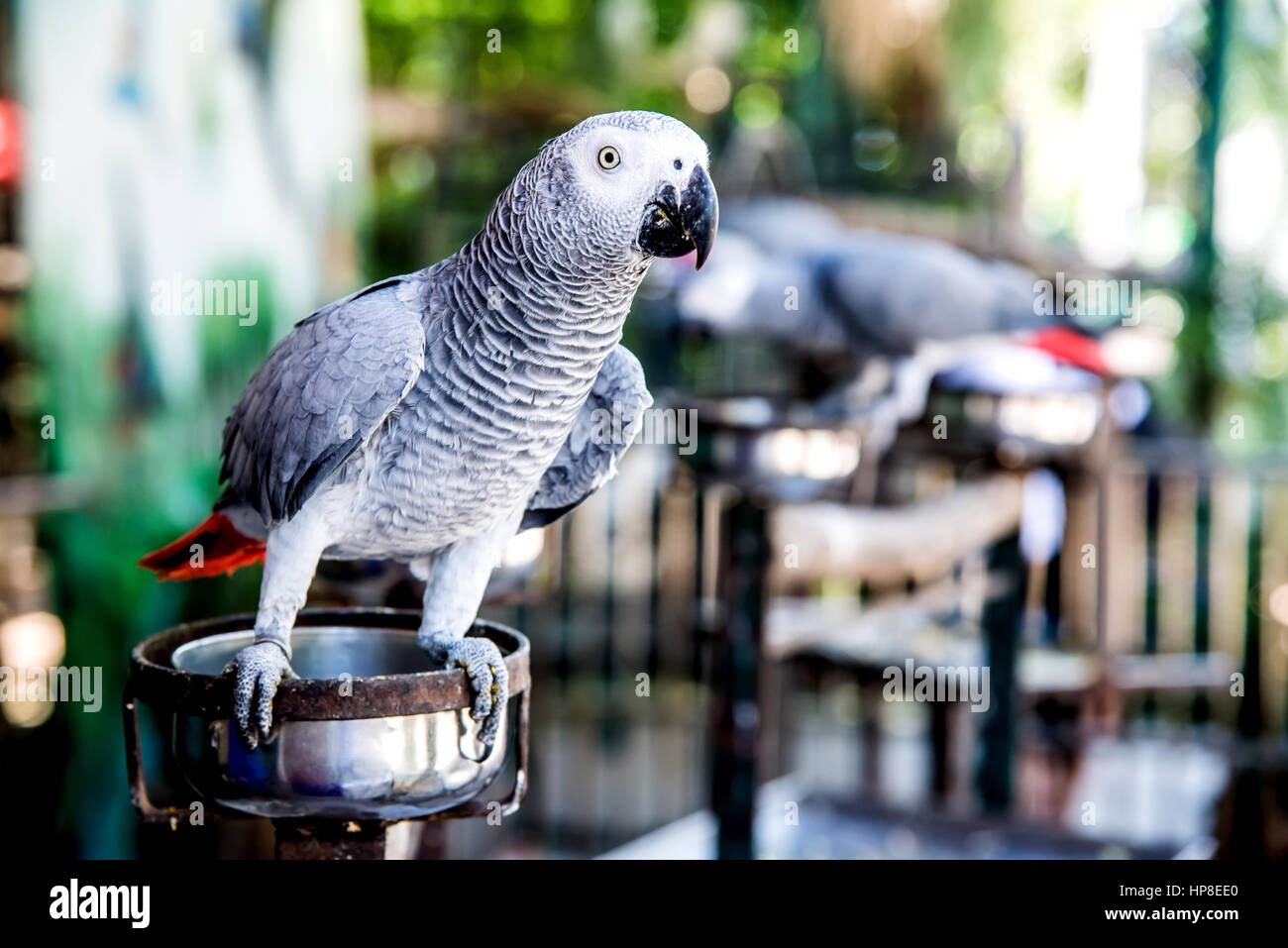 Parrot, lovely bird, animal and pet Stock Photo - Alamy
