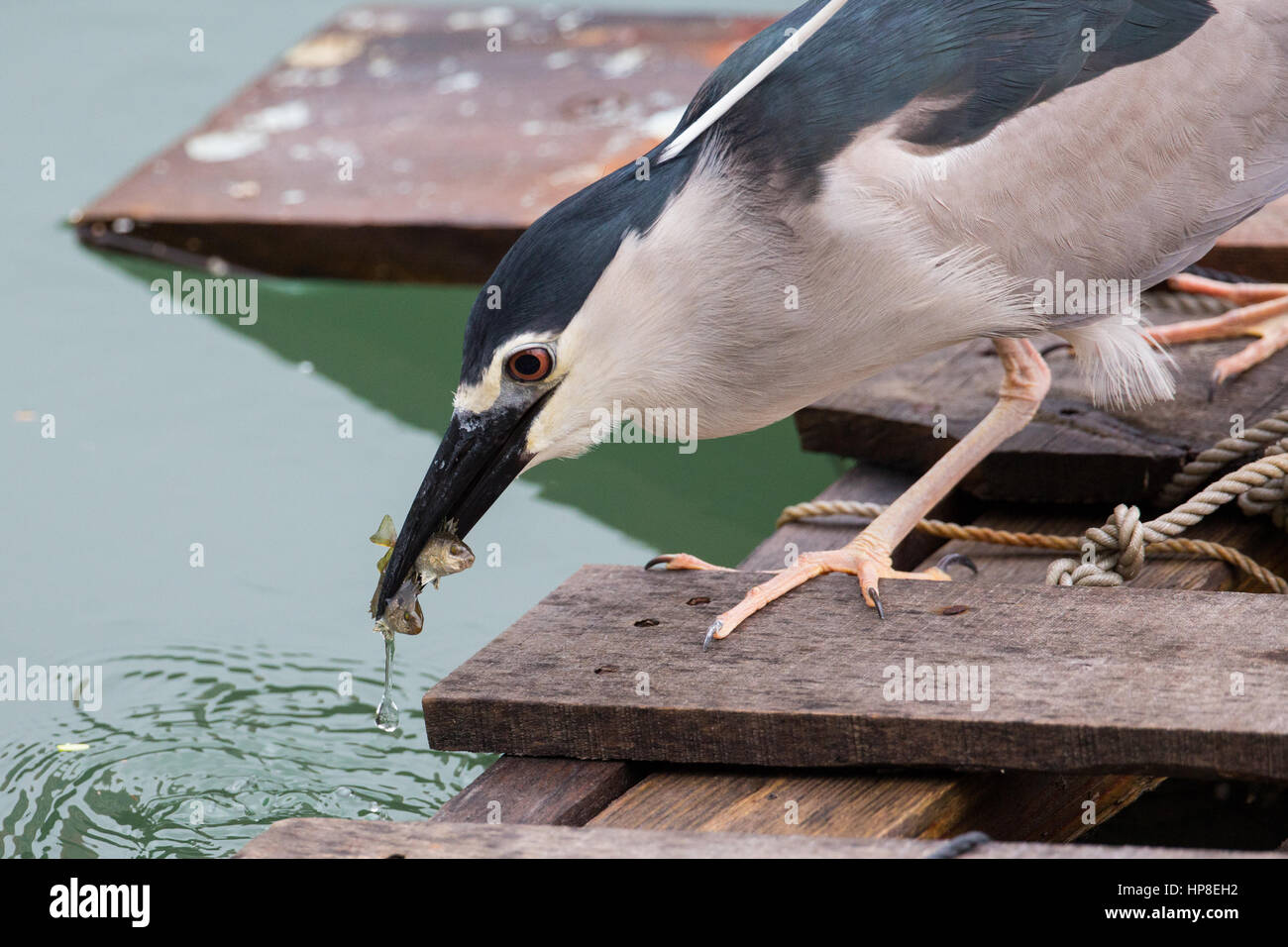Black-crowned night heron catching fish Stock Photo - Alamy