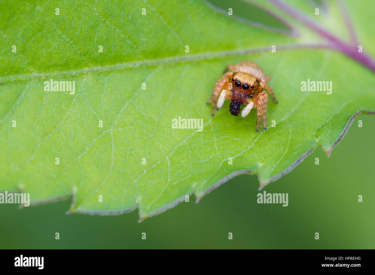 Jumping spider eating insect Stock Photo - Alamy
