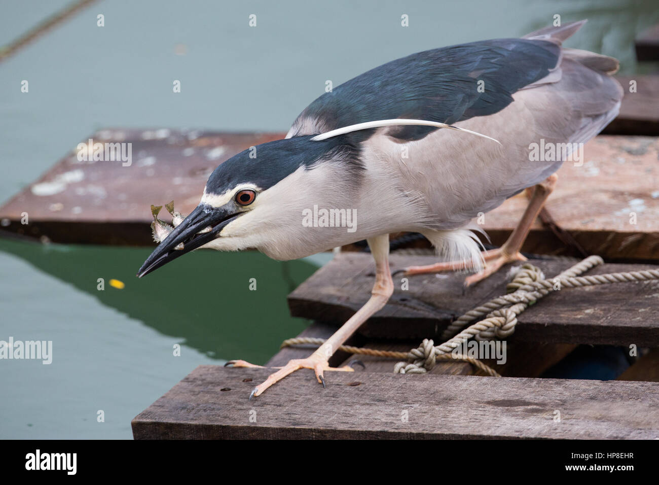 Black-crowned night heron catching fish Stock Photo - Alamy